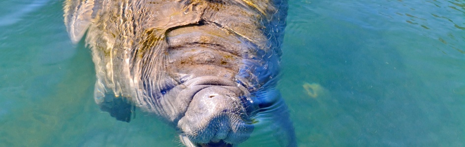 Manatee Viewing Center i Tampa | FDM Travel