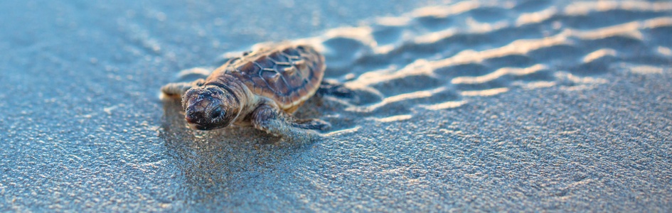 Coconut Point Park på Melbourne Beach | FDM Travel