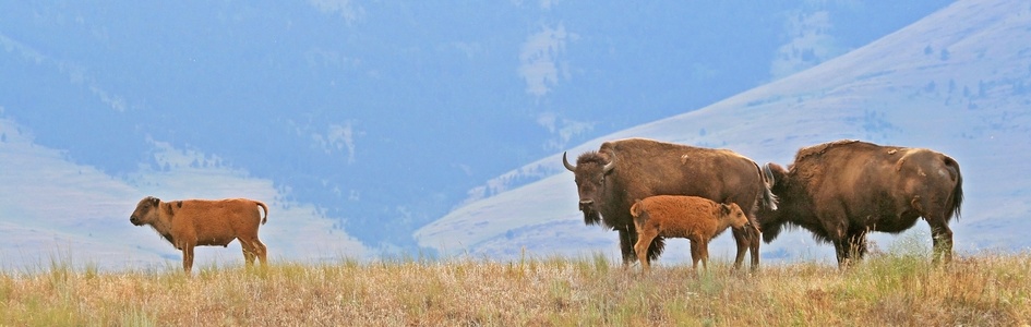 National Bison Range i Montana | FDM Travel