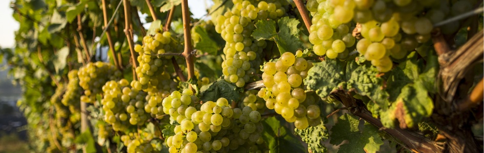 Rheingauer-Riesling-ruten ved Rhinen | FDM Travel