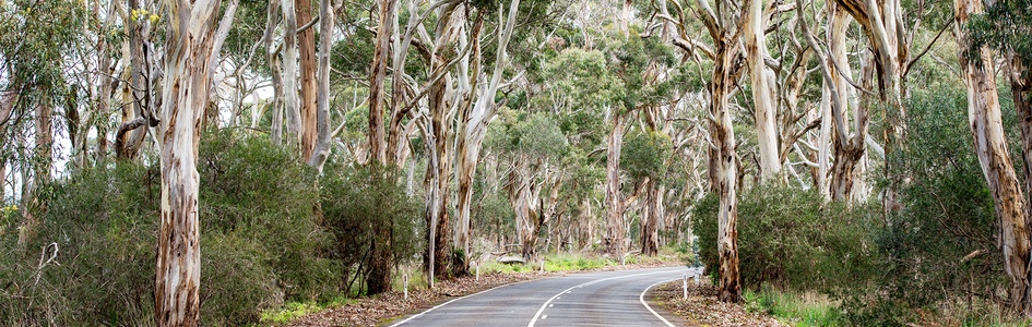 Emu Ridge Eukalyptus-destilleri på Kangaroo Island | FDM Travel