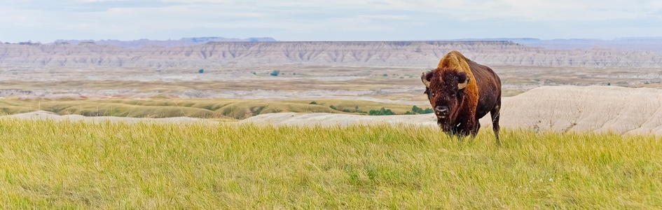 Tatanka Museum - Story of the Bison | FDM Travel