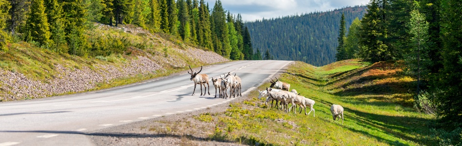 Sveriges bedste oplevelser | FDM travel