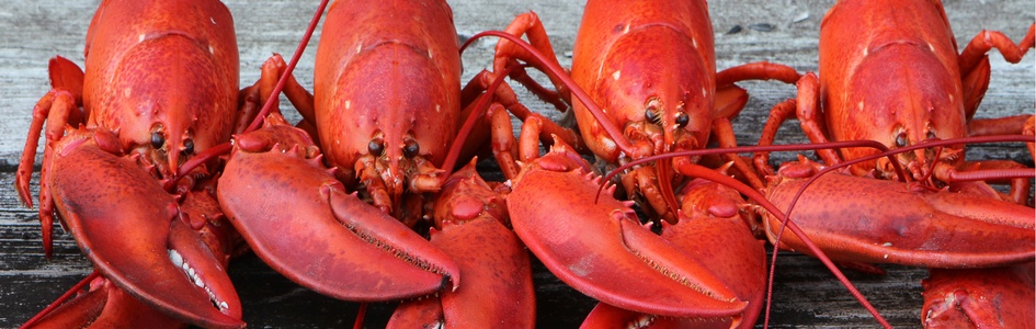 3 x hummer i Cape Porpoise | FDM Travel