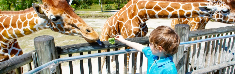 Zoologiske haver og dyreparker | FDM Travel